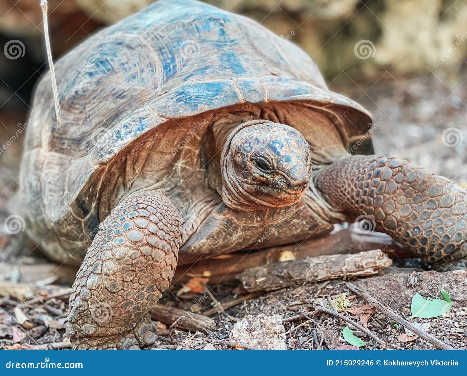 Giant or Seychelles Giant Turtle Close-up in a Conservation Area Eats ...