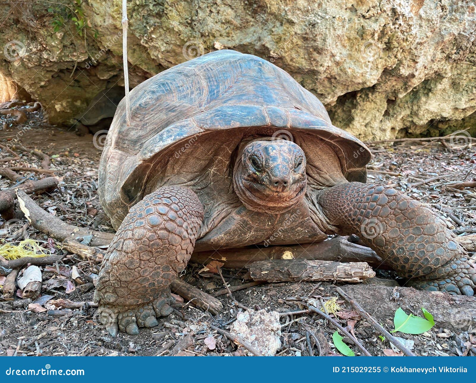 Giant or Seychelles Giant Turtle Close-up in a Conservation Area Eats ...