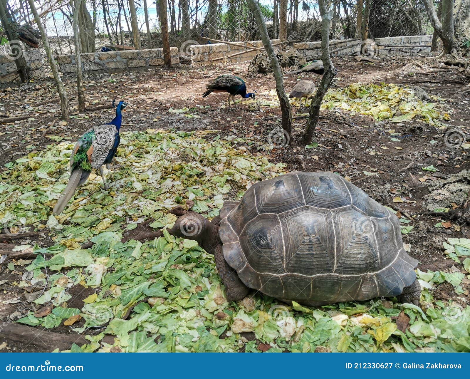 Giant Or Seychelles Giant Turtle Close-up In A Conservation Area Eats ...