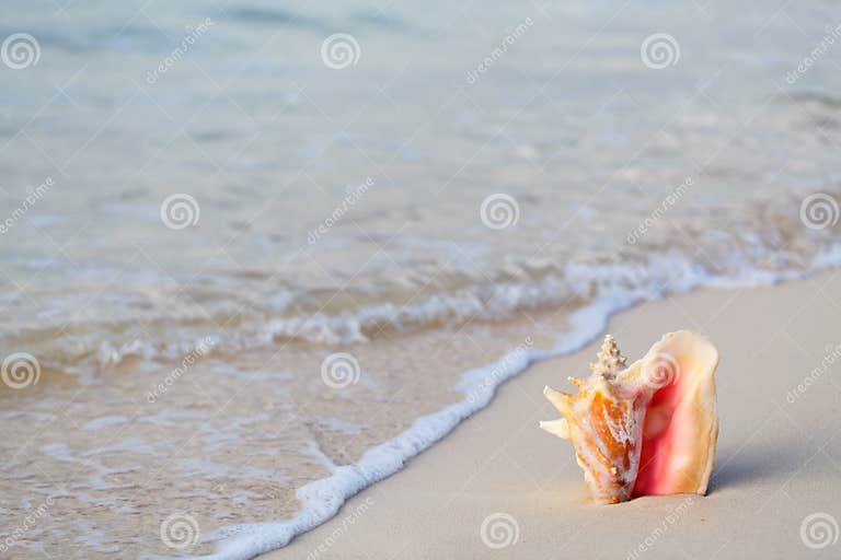 Giant shell on beach stock image. Image of giant, conch - 65556819