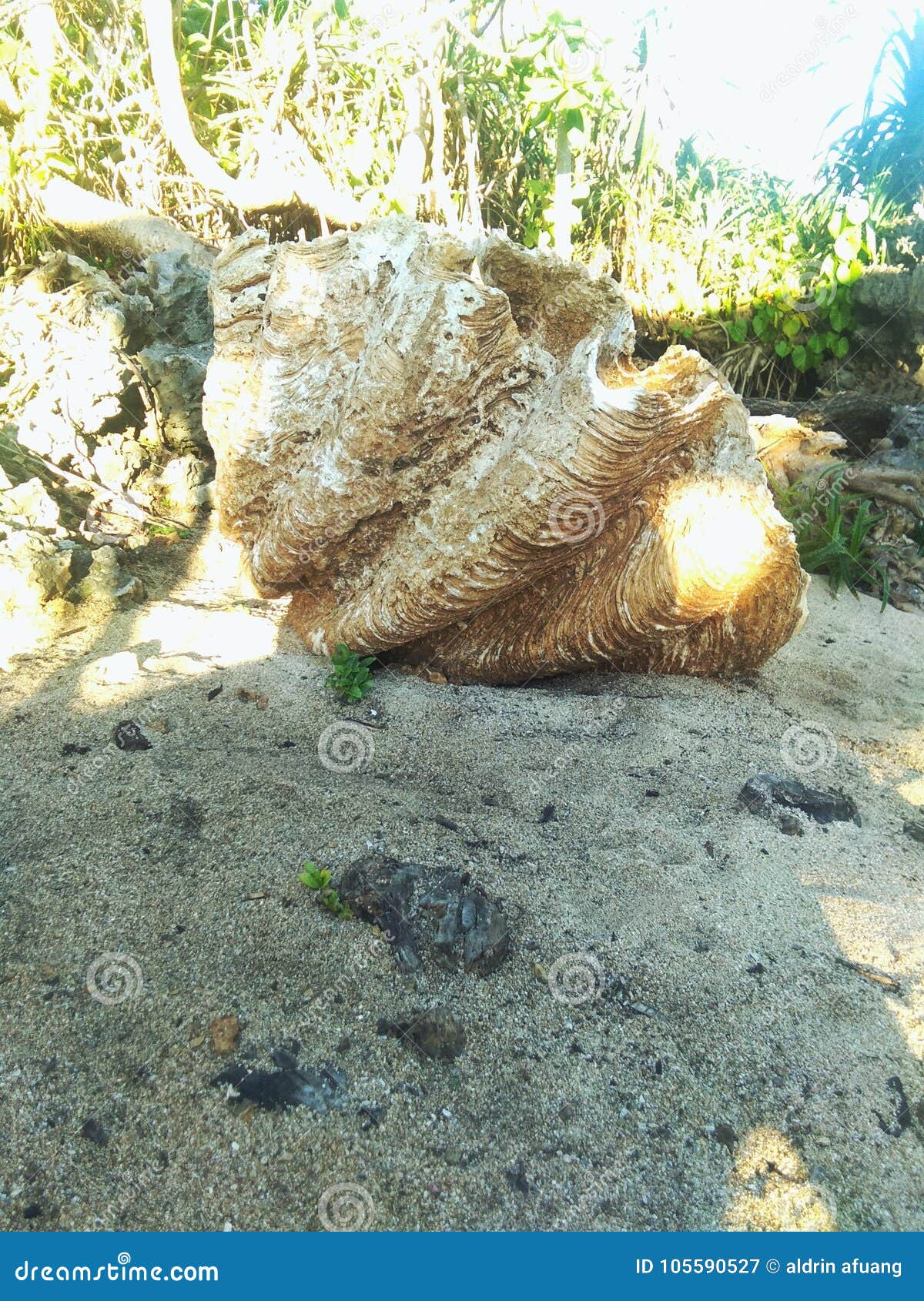 Giant shell by the beach stock image. Image of giant - 105590527
