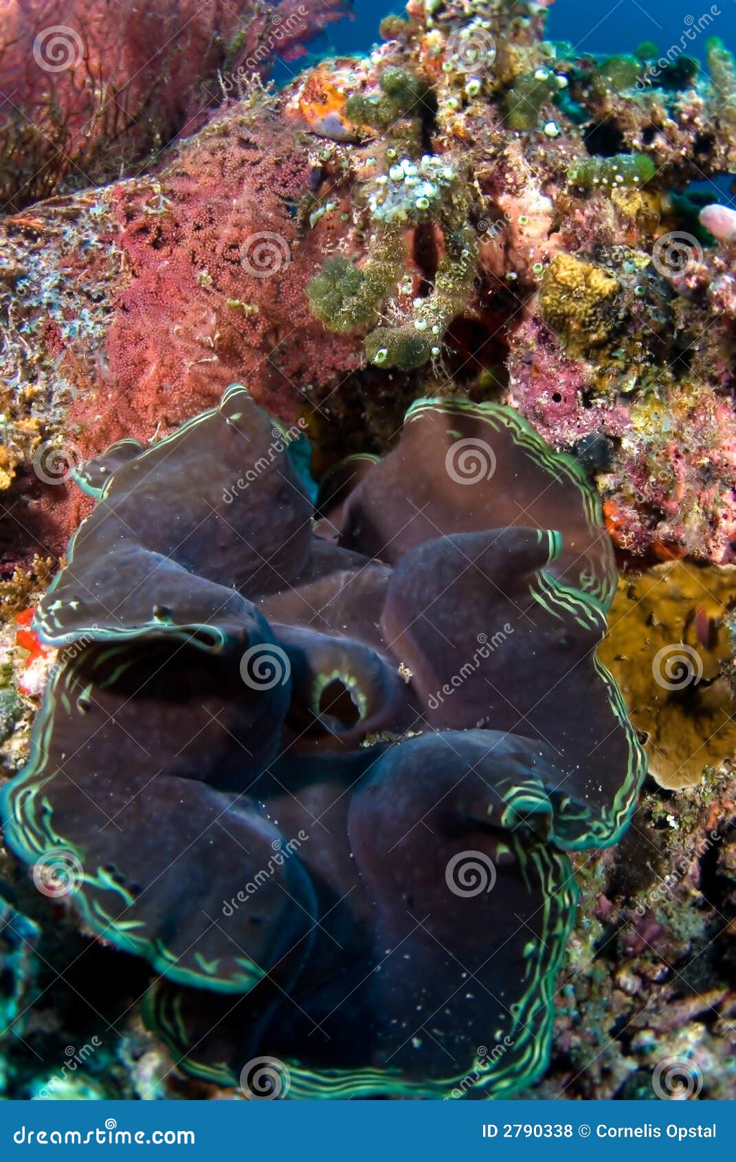 Giant shell clamp stock photo. Image of tropical, sport - 2790338