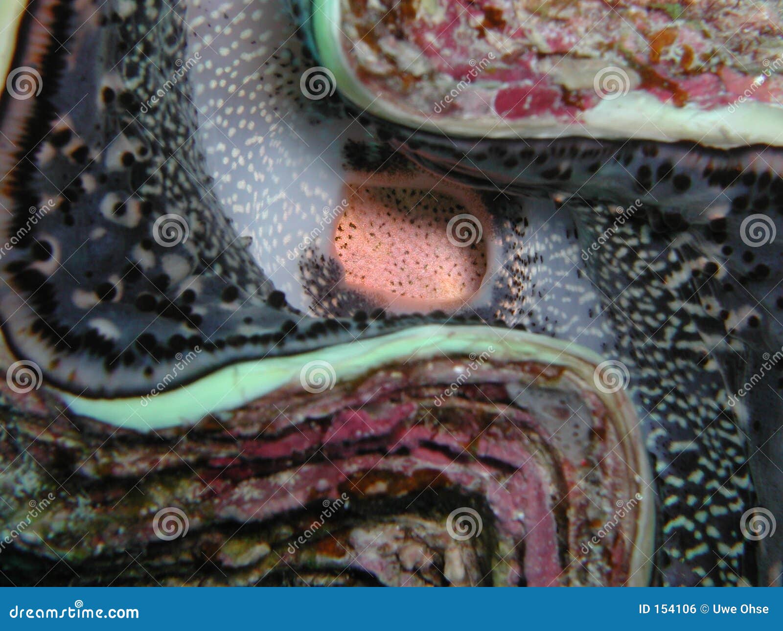 Giant shell closeup stock photo. Image of macro, reef, close - 154106