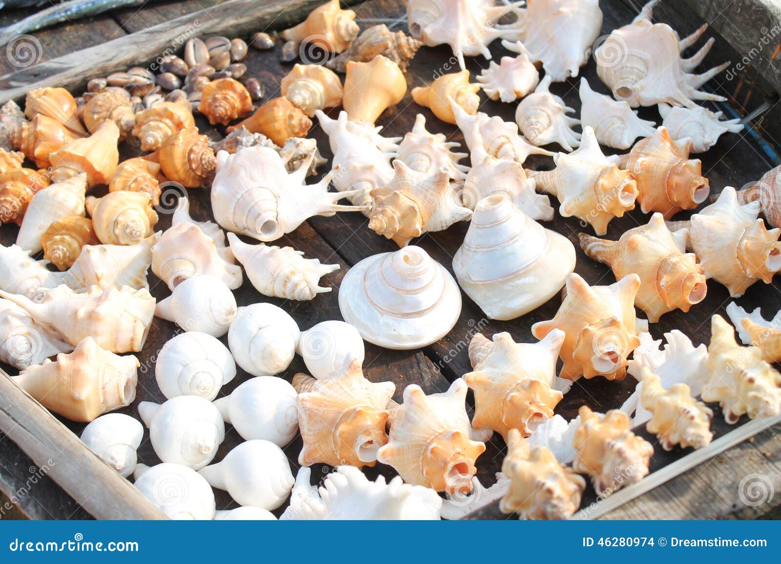 Giant Shells Stock Photos - Download 324 Royalty Free Photos
