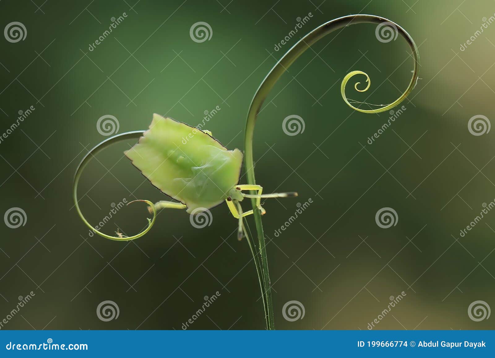 Giant Shield Bug on Leaf Edge Stock Photo - Image of animals, colors ...