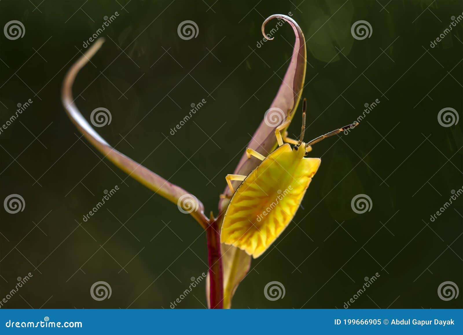 Giant Shield Bug on Leaf Edge Stock Image - Image of catch, interesting ...