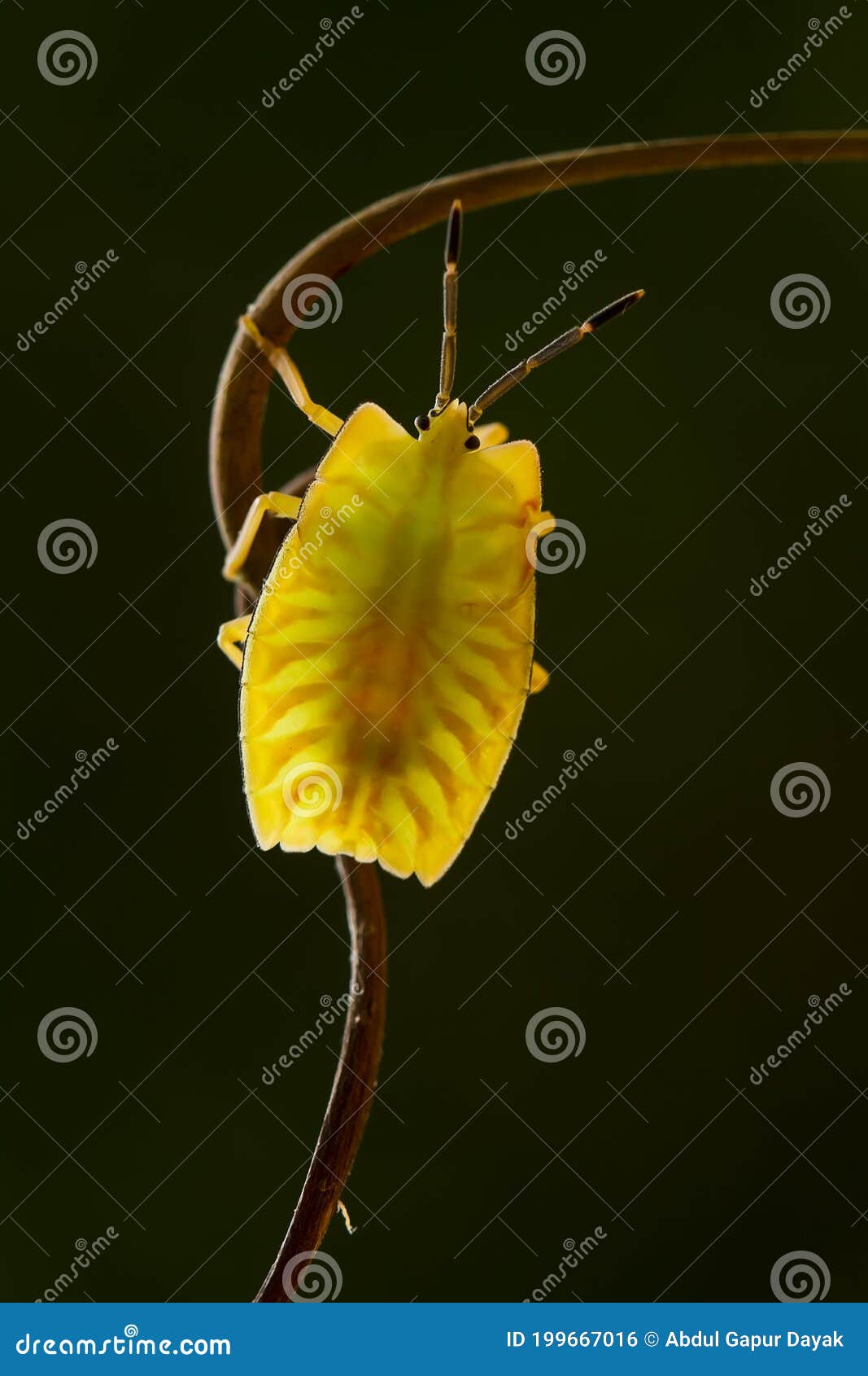 Giant Shield Bug on Leaf Edge Stock Photo - Image of fern, feathers ...