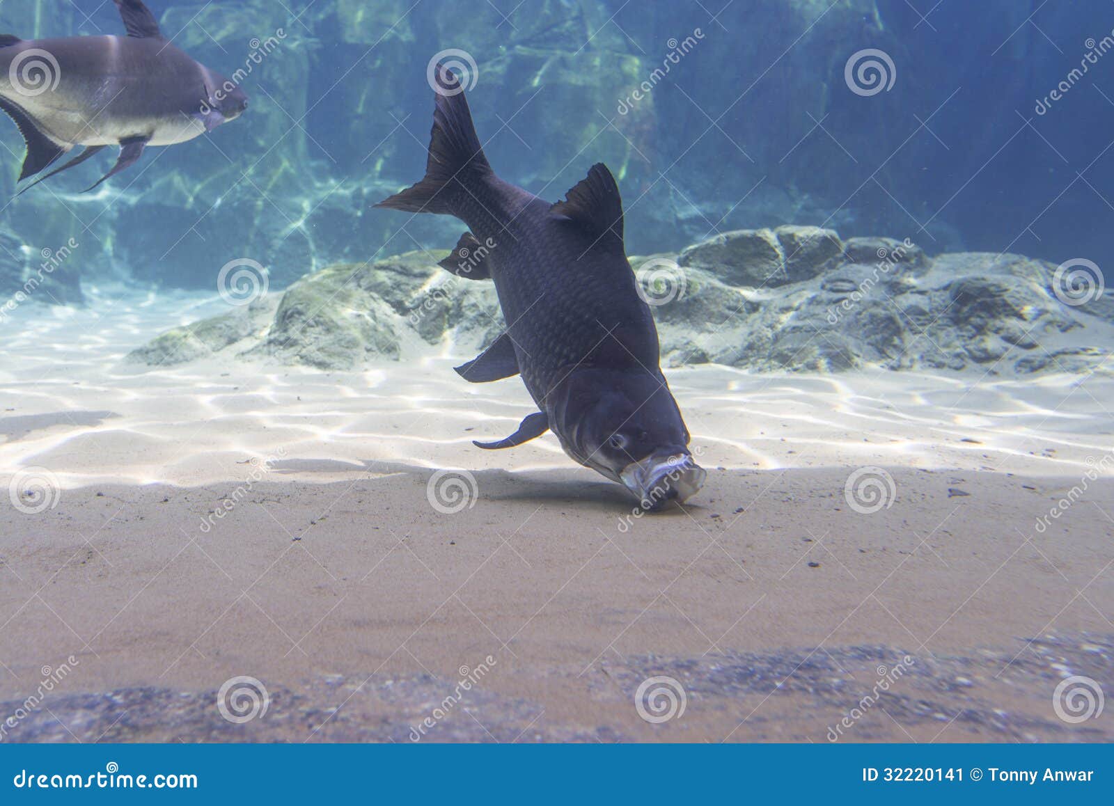 Giant Siamese Carp stock image. Image of underwater, catfish - 32220141