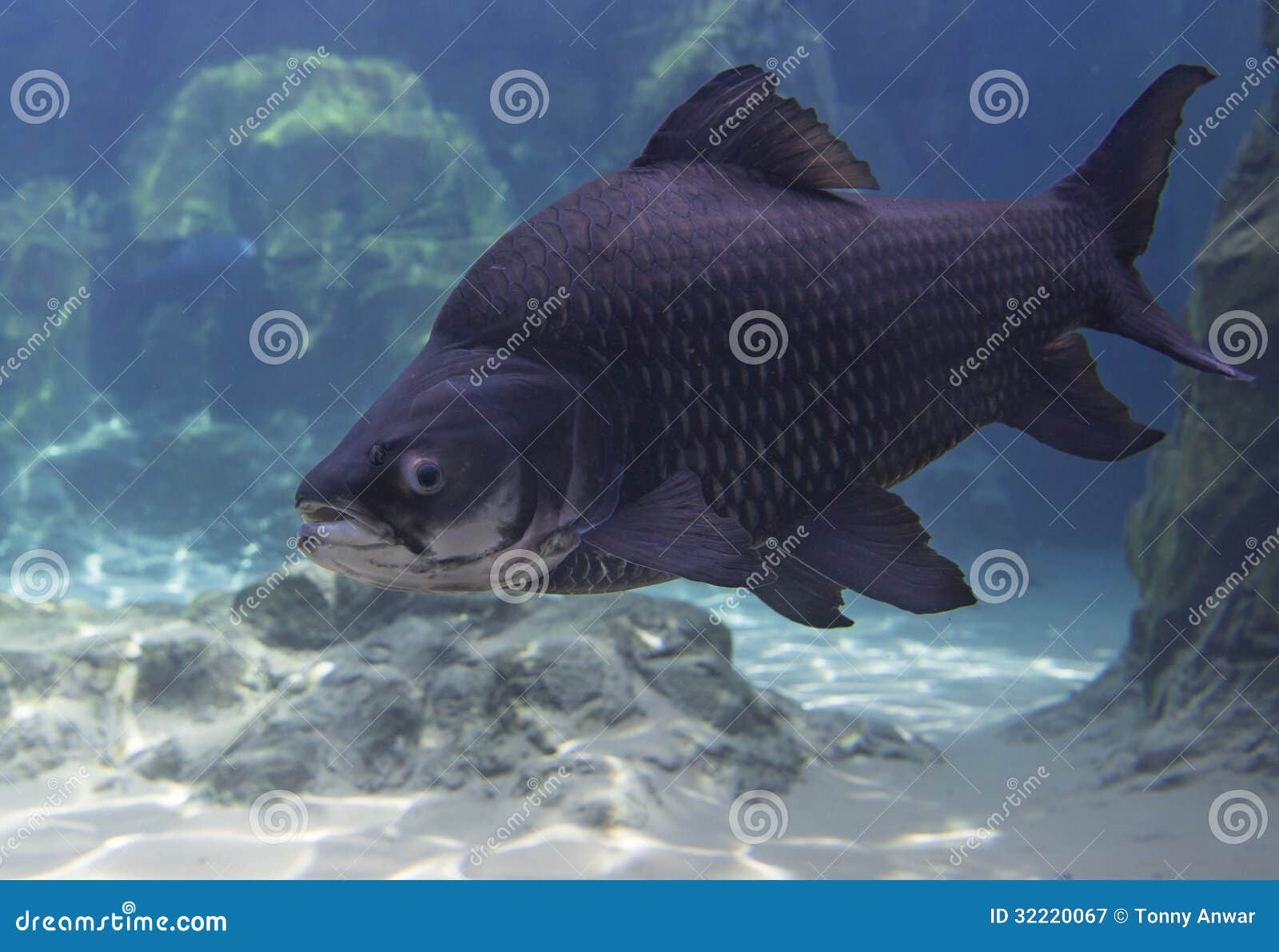 Siamese Giant Carp, Giant Barb Fish Stock Photography | CartoonDealer ...