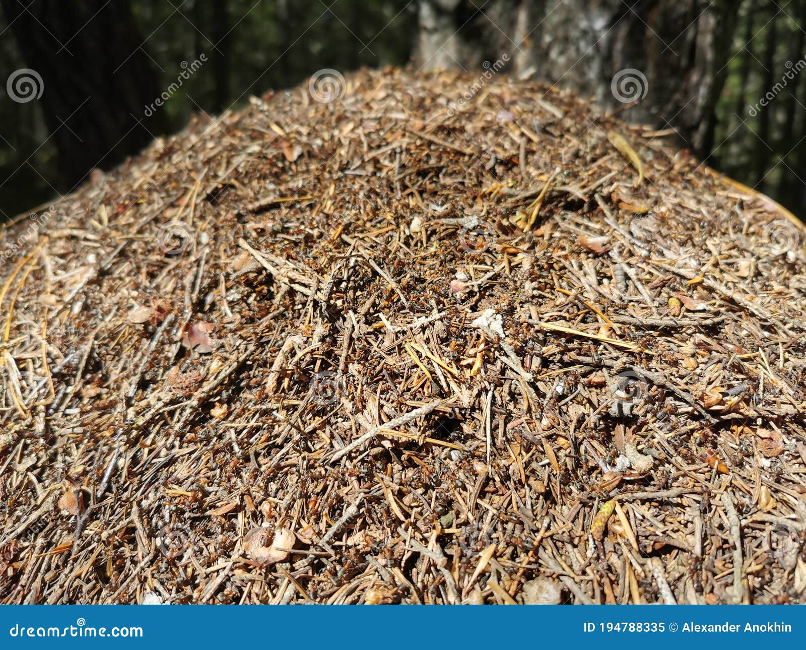 Giant Anthill In Forest. Anthill In Autumn Forest Scene. Forest Anthill ...