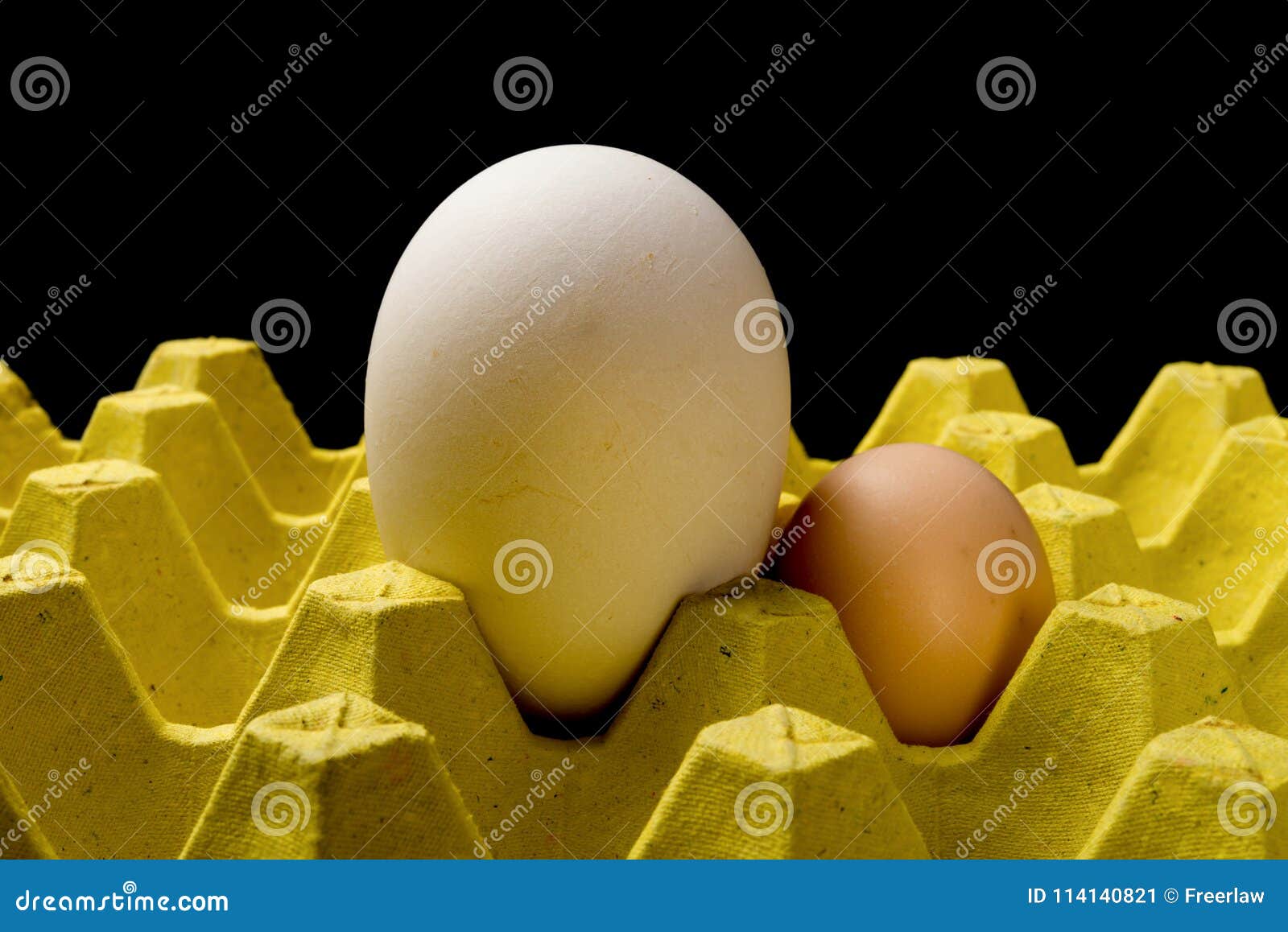 Giant Size Goose Egg Next To a Chicken Egg on Package Stock Image ...