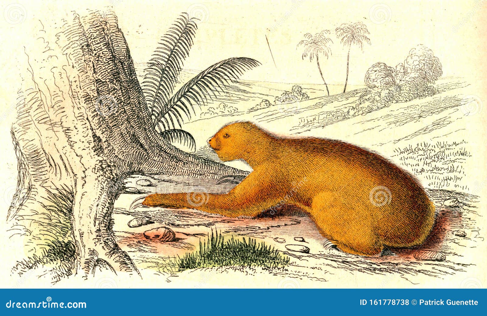 Giant Sloth, Maned Sloth And Musk, Vintage Engraving Royalty-Free ...