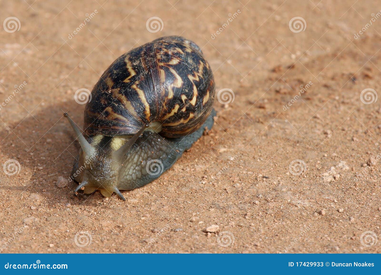 Giant Snail stock image. Image of trail, close, brown - 17429933