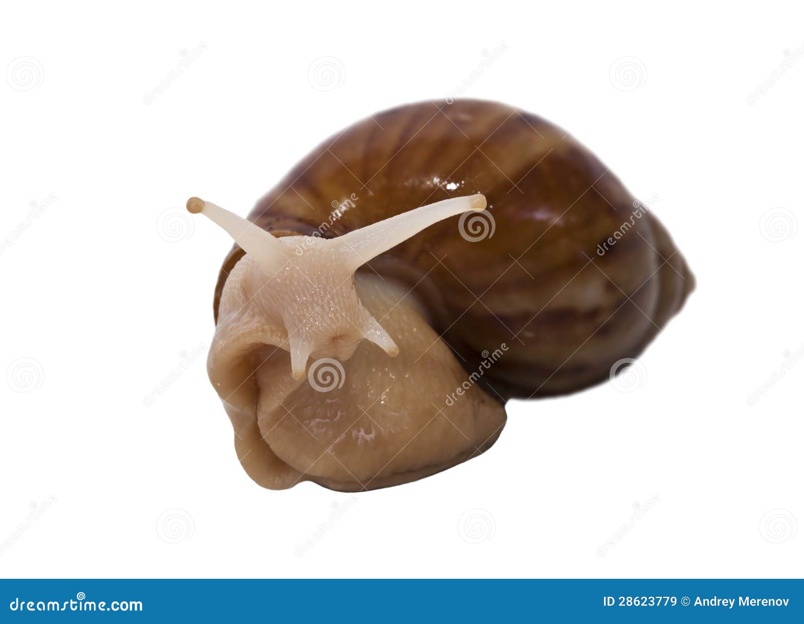 Giant snail stock image. Image of tentacles, giant, zoom - 28623779