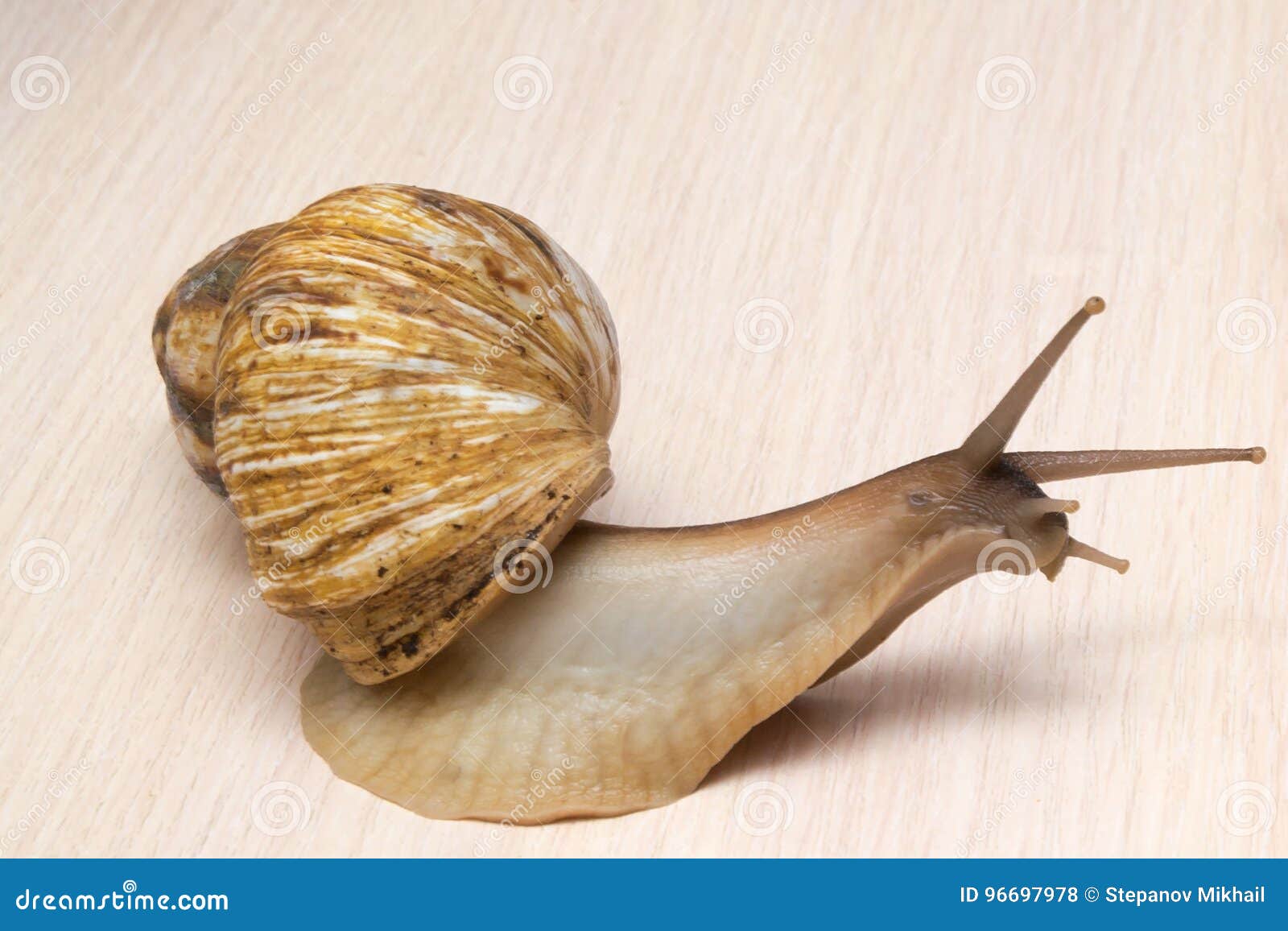 Giant snail stock photo. Image of slimy, gastropod, antenna - 96697978