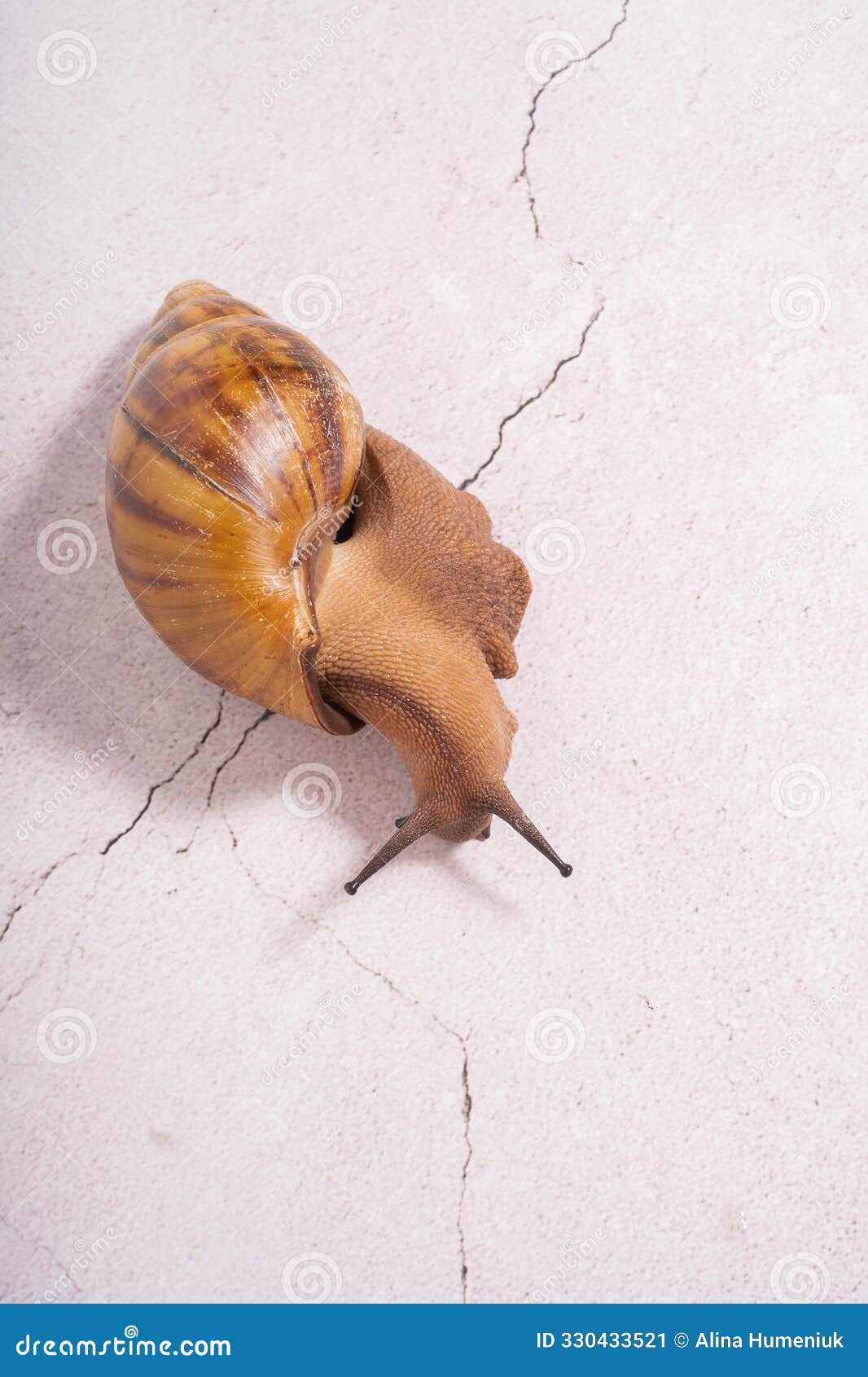 Giant Snail On Pink Background Royalty-Free Stock Photo | CartoonDealer ...
