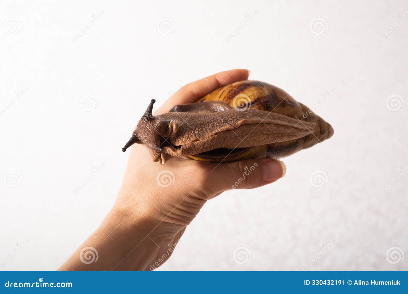 Giant snail in human hand stock image. Image of closeup - 330432191