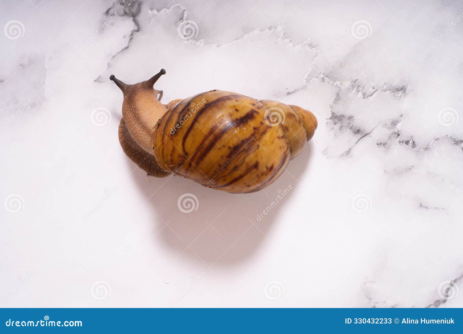 Giant Snail Royalty-Free Stock Photography | CartoonDealer.com #96863759