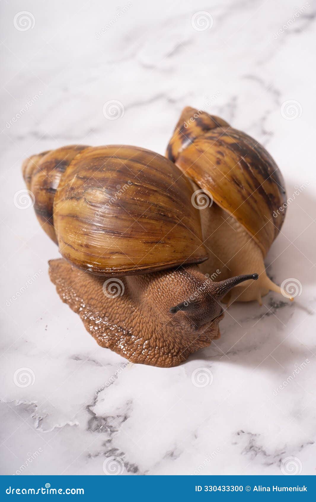Giant Snail On Pink Background Royalty-Free Stock Image | CartoonDealer ...