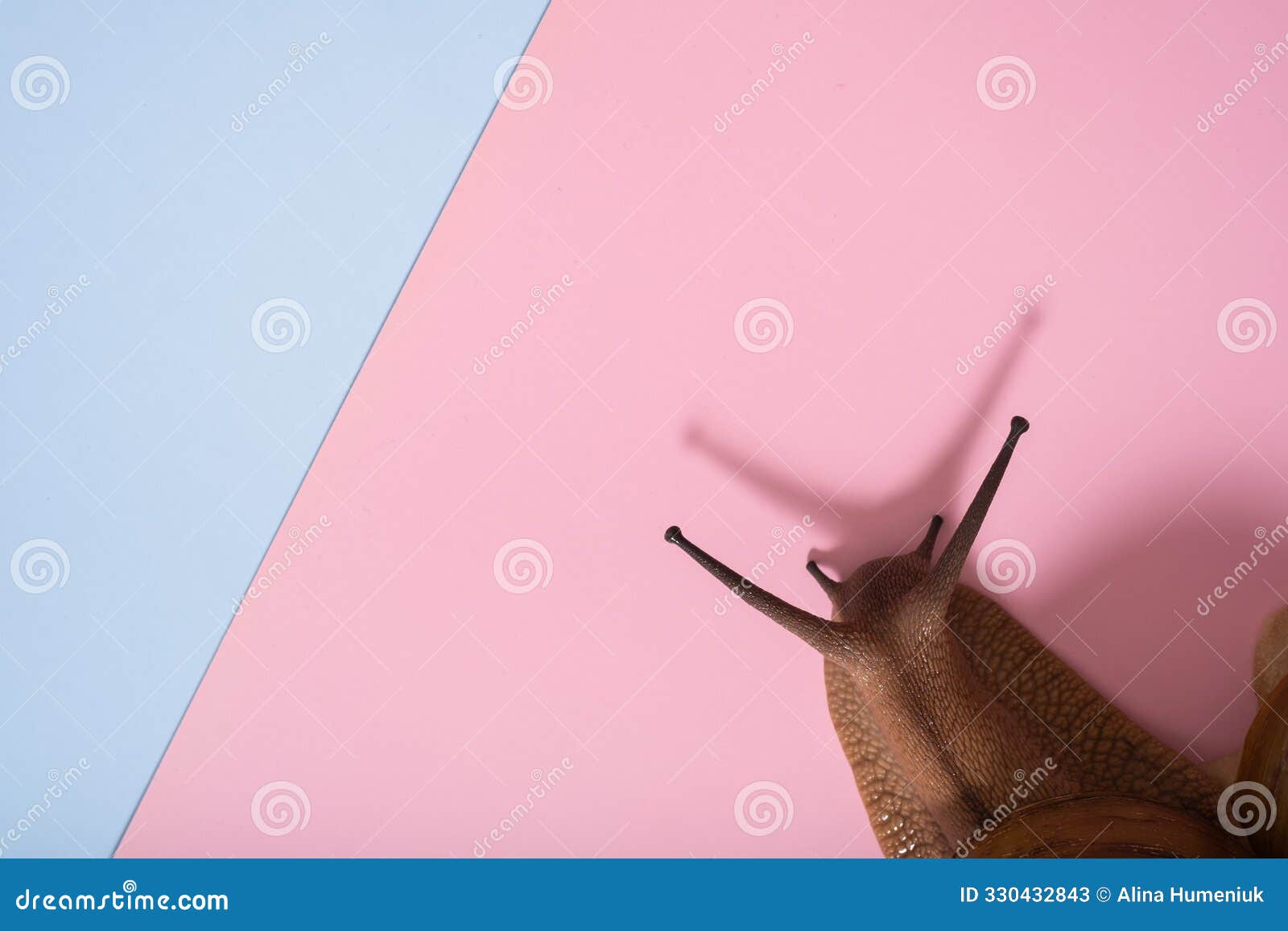 Giant Snail On Pink Background Royalty-Free Stock Image | CartoonDealer ...