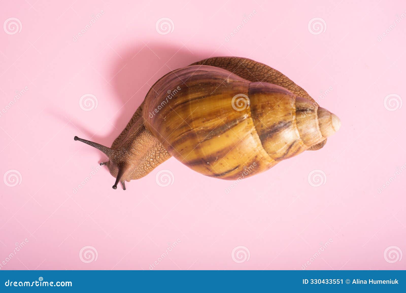 Giant Snail on Pink Background Stock Image - Image of nature, abstract ...