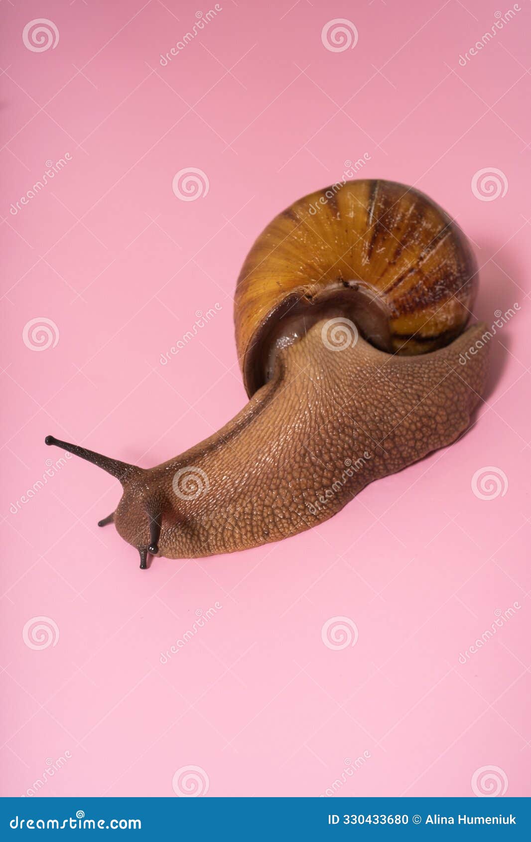 Snail With Pink Shell Surfing On Yellow Board, Background Of Blue Sky ...