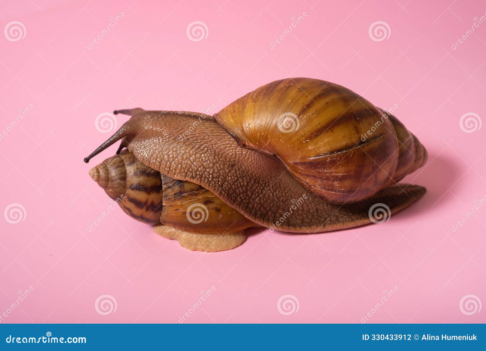 Snail With Pink Shell Surfing On Yellow Board, Background Of Blue Sky ...