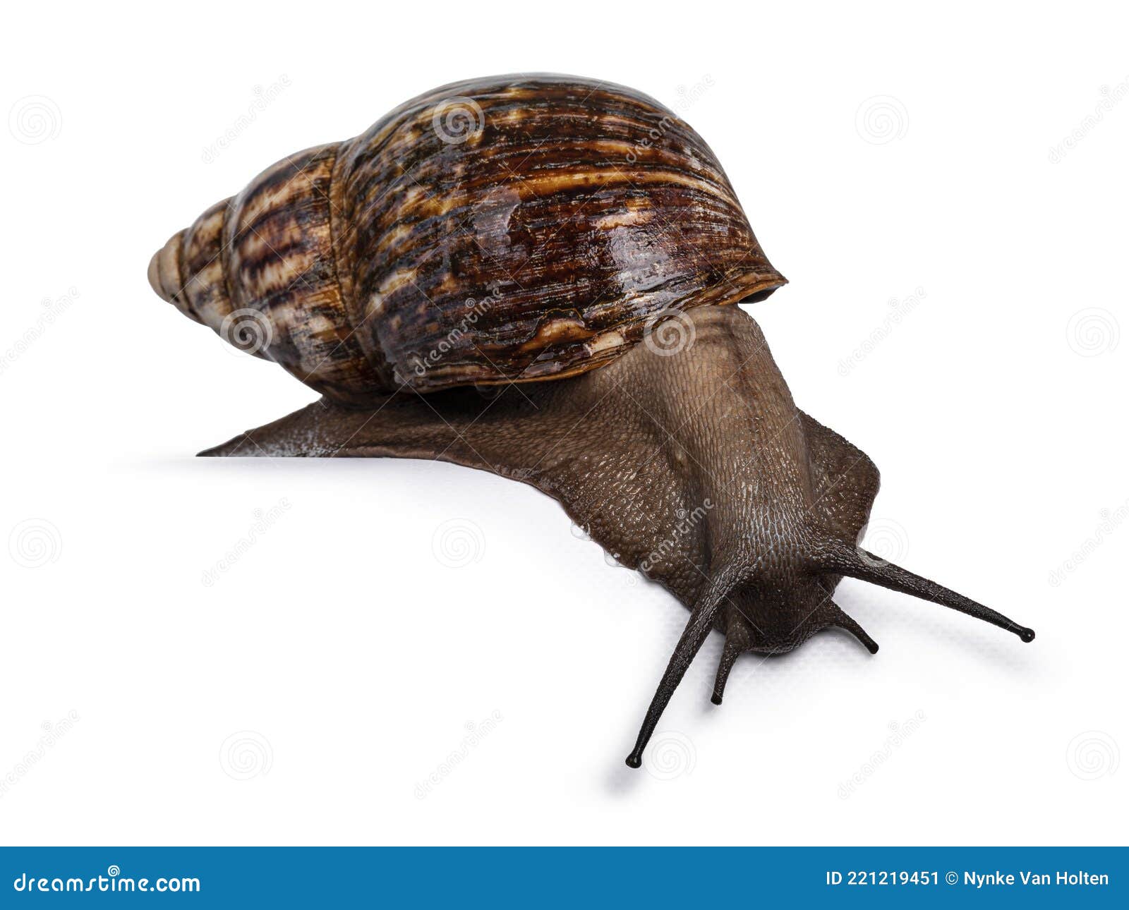 Giant West African Snail,Archachatina Marginata Royalty-Free Stock ...