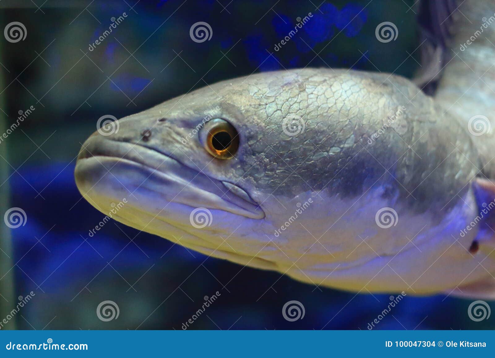 Giant Snakehead,giant Mudfish,freshwater Fish,Channa Micropeltes ...