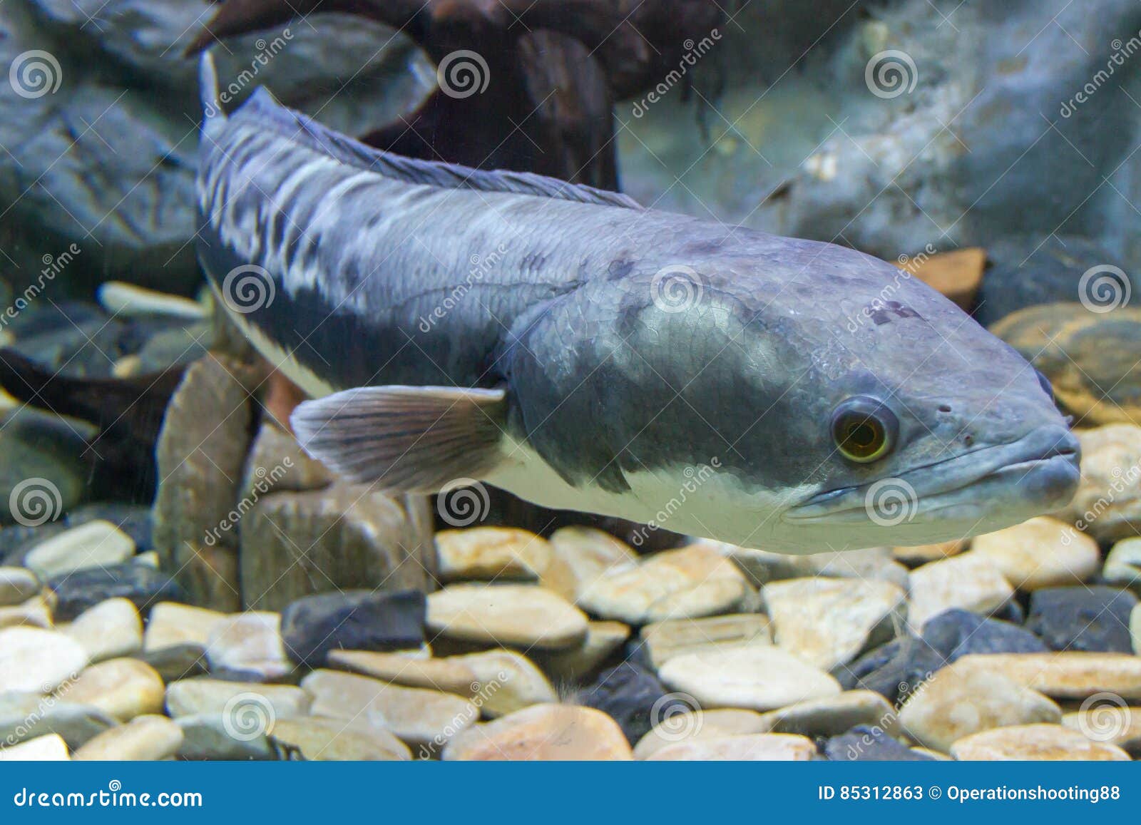 Giant snakehead stock image. Image of isolated, chinese - 85312863