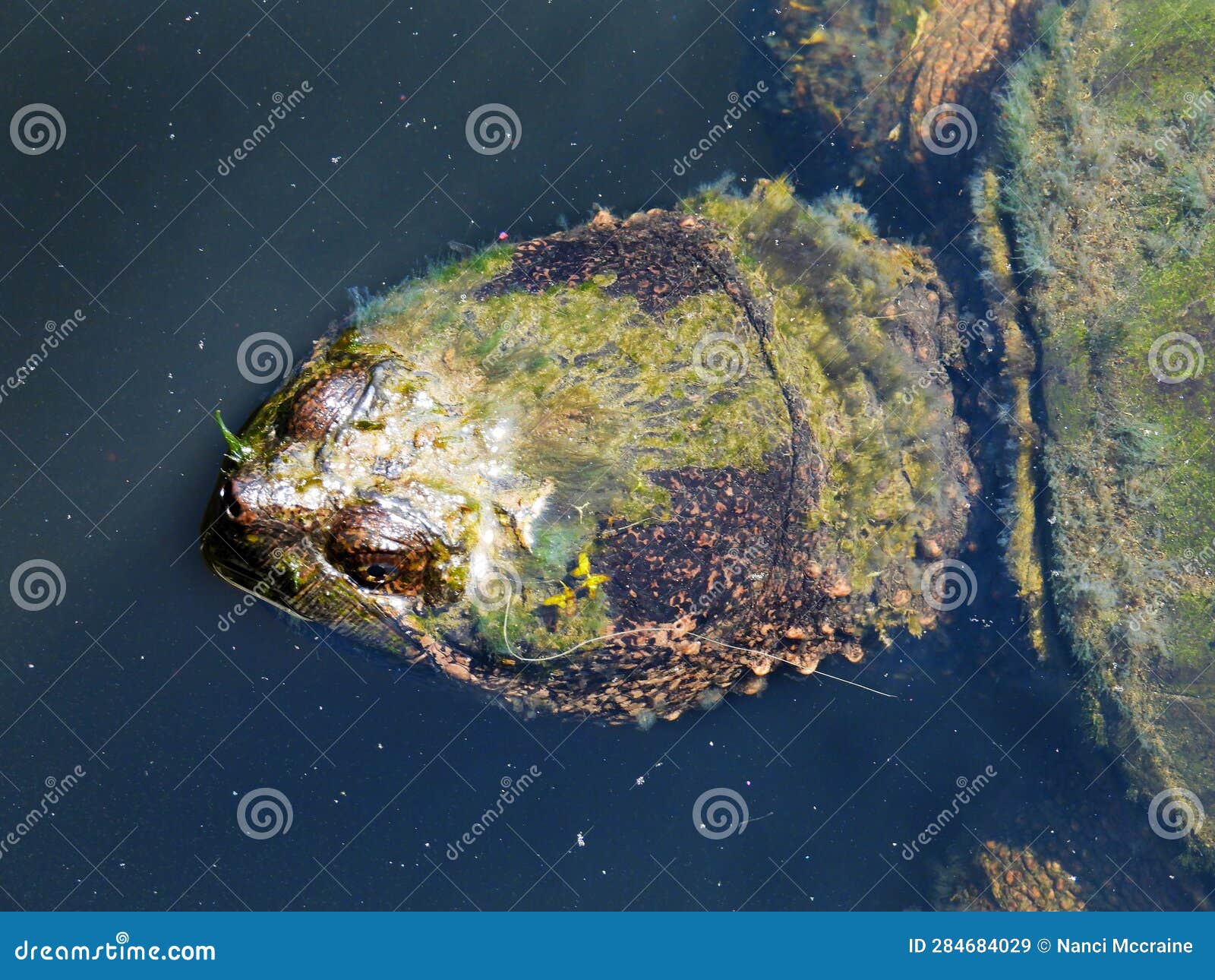 Turtle With Algae Growing On Shell Stock Photo | CartoonDealer.com ...