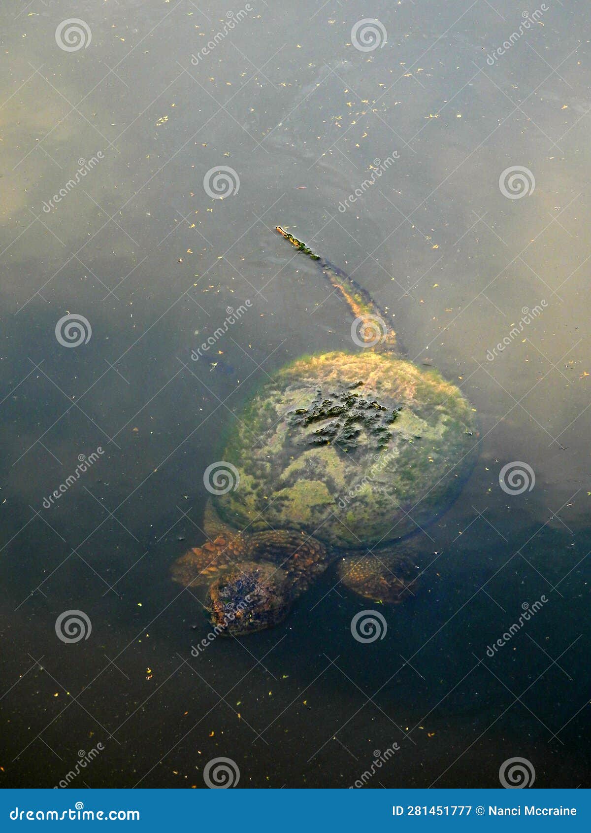 Giant Snapping Turtle Swimming on Pond Surface Stock Image - Image of ...