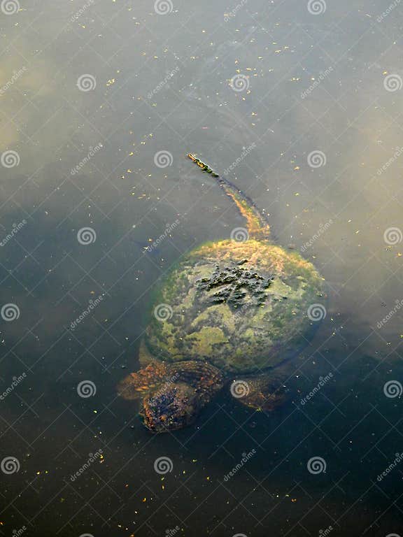 Giant Snapping Turtle Swimming on Pond Surface Stock Image - Image of ...