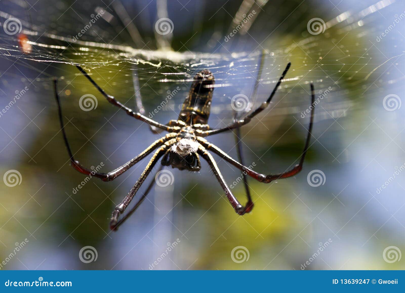 Giant spider stock image. Image of arachnophobia, sewing - 13639247