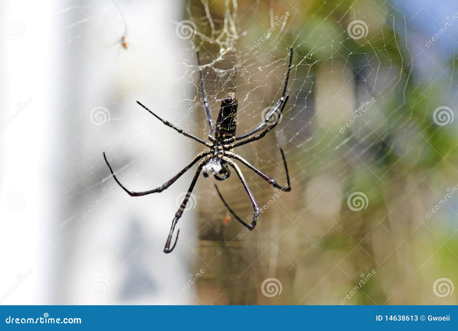 Giant Spider Royalty-Free Stock Photography | CartoonDealer.com #13639247