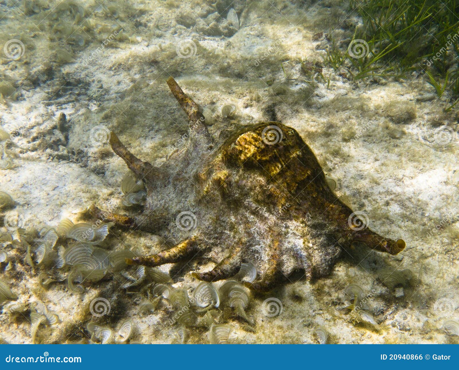 Giant spider conch stock photo. Image of indo, reef, seychelles - 20940866