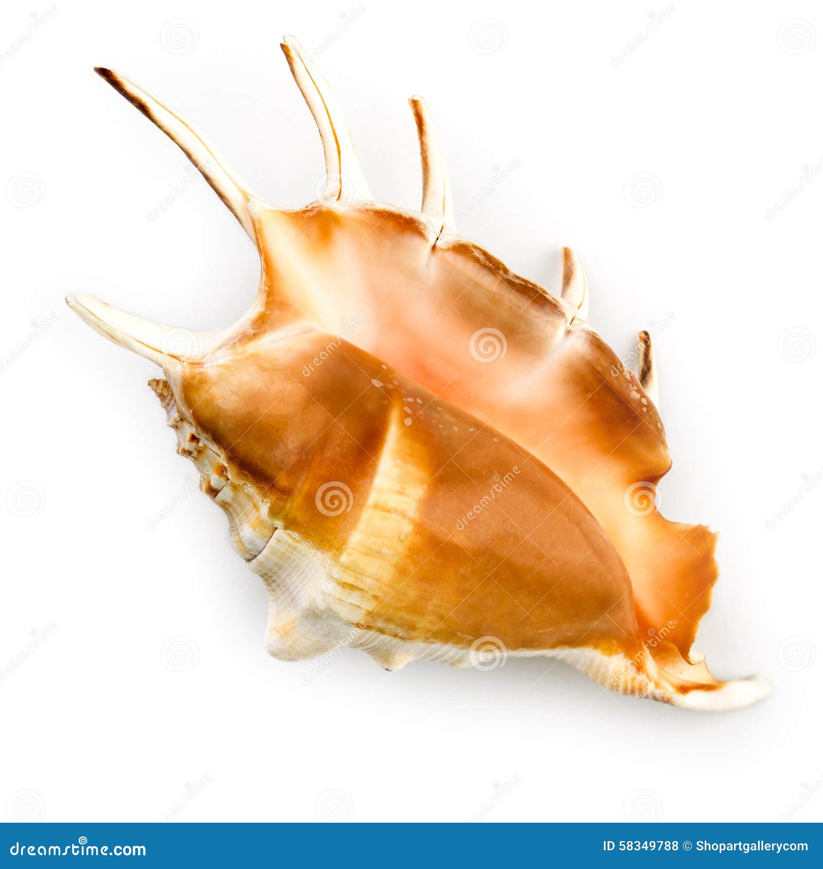 Giant Spider Conch Shell (Lambis Truncata) Stock Photo - Image of ...