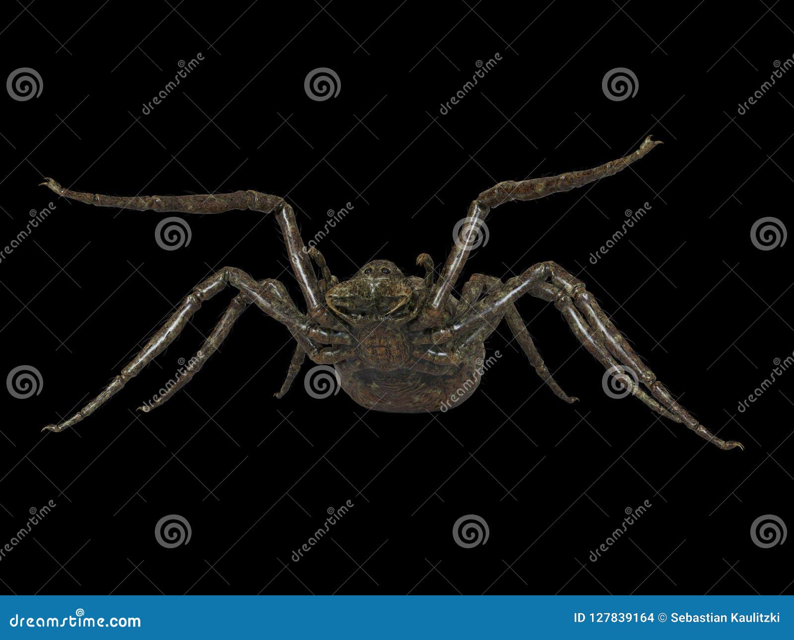 A giant spider stock illustration. Illustration of animal - 127839164