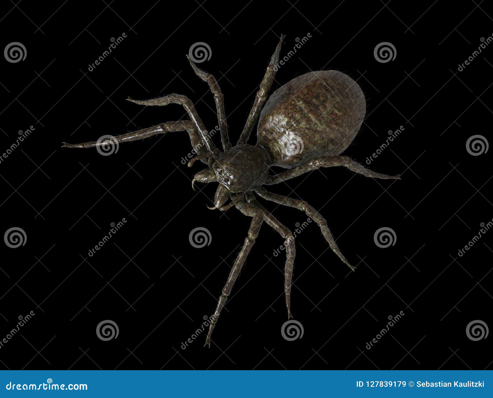A giant spider stock illustration. Illustration of giant - 127839179