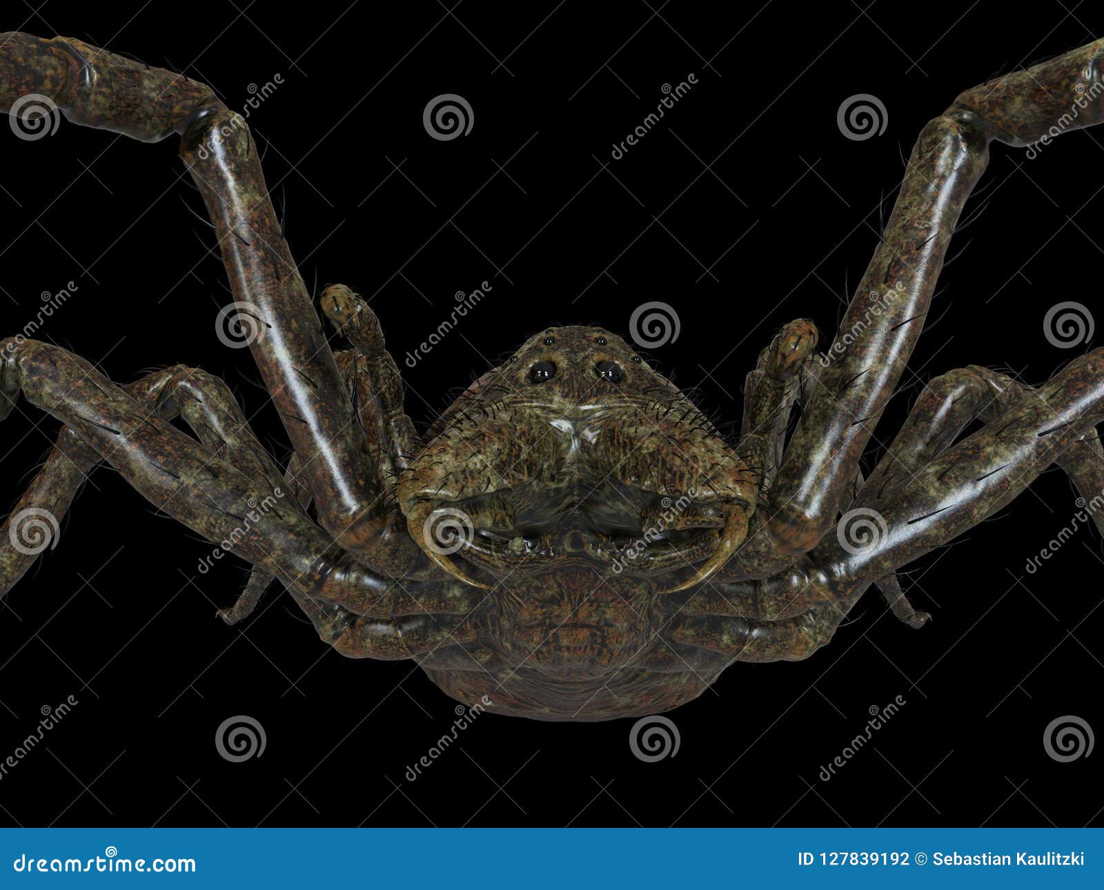 A giant spider stock illustration. Illustration of dark - 127839192