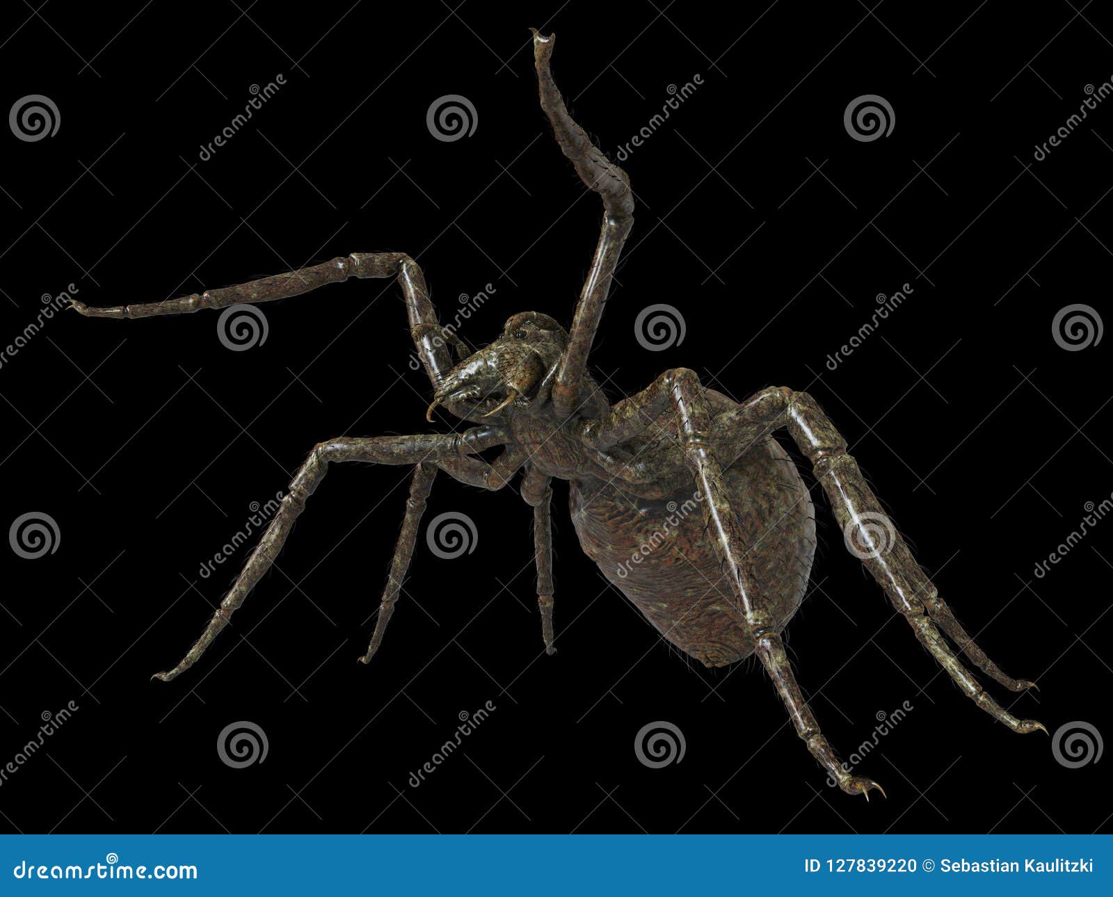 A Giant Spider Royalty-Free Cartoon | CartoonDealer.com #127839515