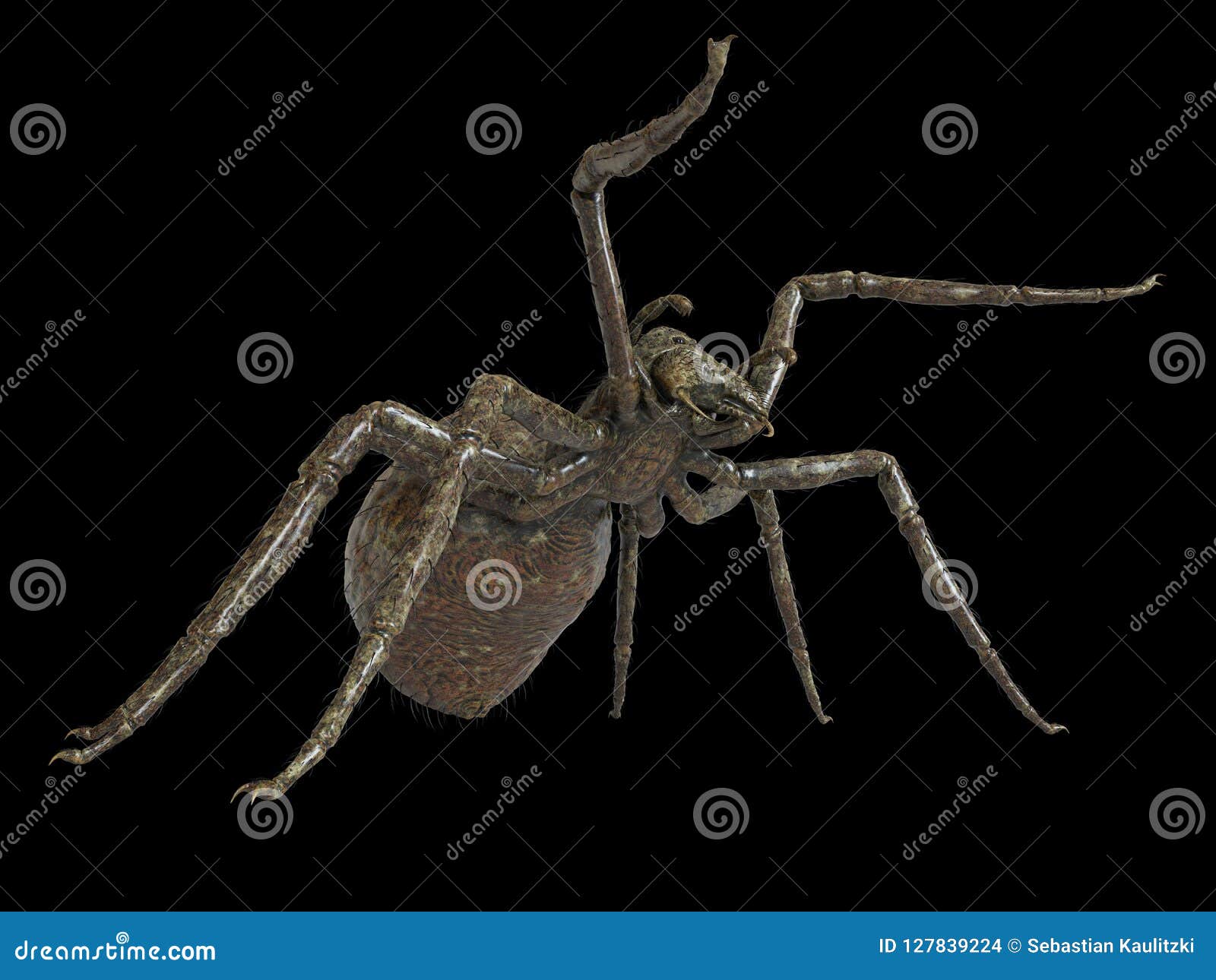 A giant spider stock illustration. Illustration of monster - 127839224