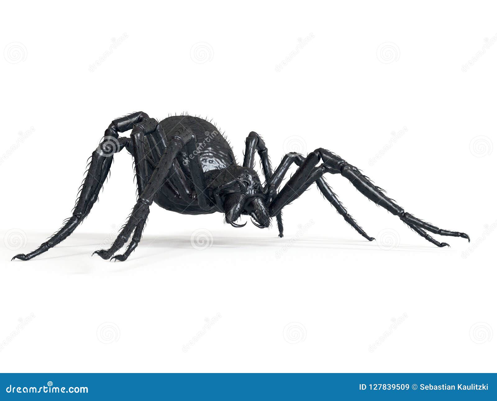 A giant spider stock illustration. Illustration of latrodectus - 127839509
