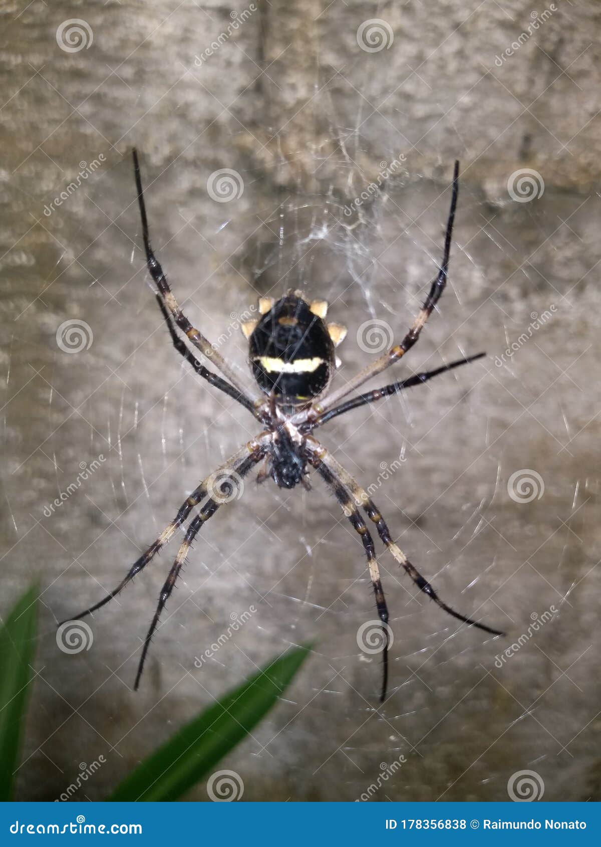 Giant Spider with His Armed Web Stock Photo - Image of armed, spider ...
