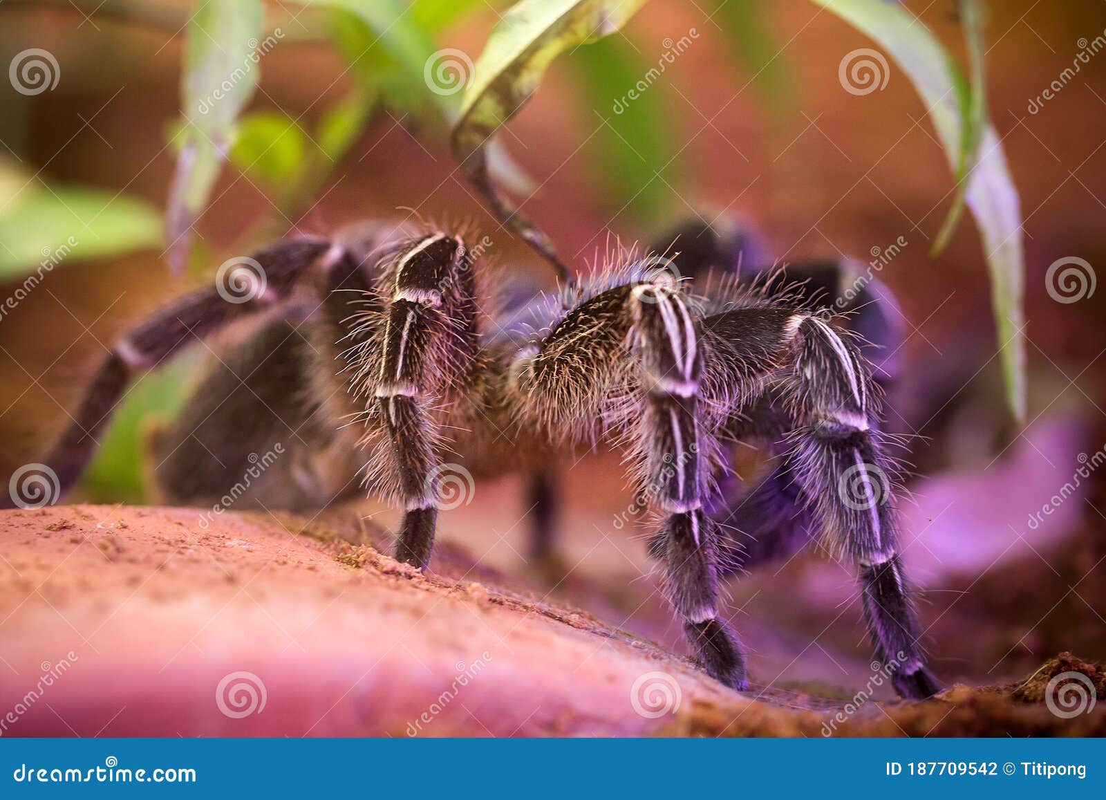 Giant spider legs stock photo. Image of female, body - 187709542