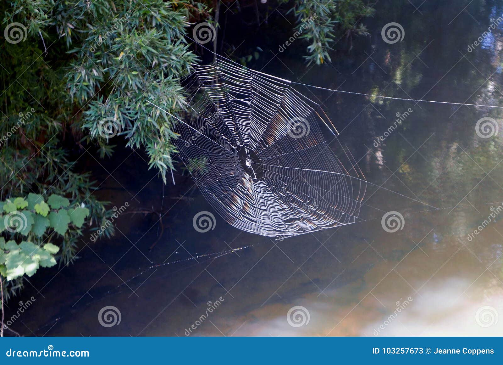 Giant spiderweb. stock image. Image of branches, abstract - 103257673