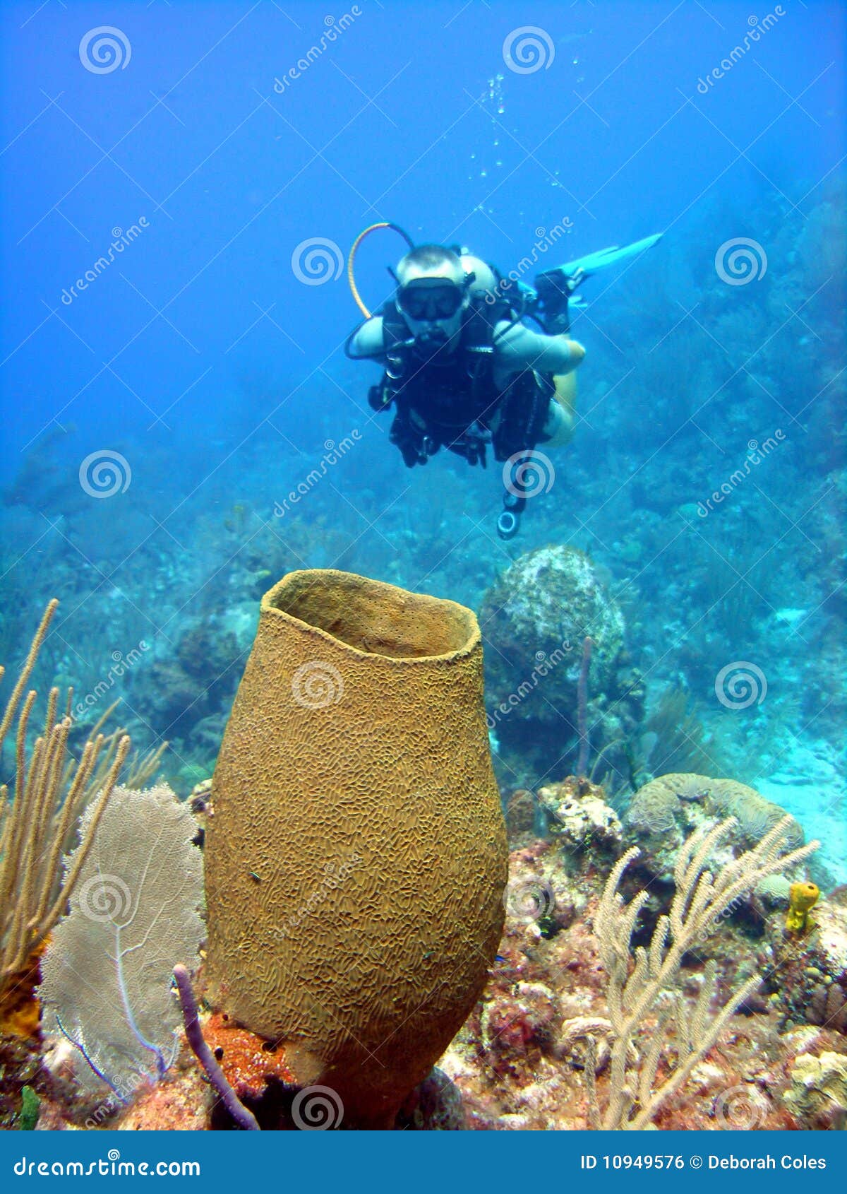 Giant sponge and diver stock photo. Image of soft, scuba - 10949576