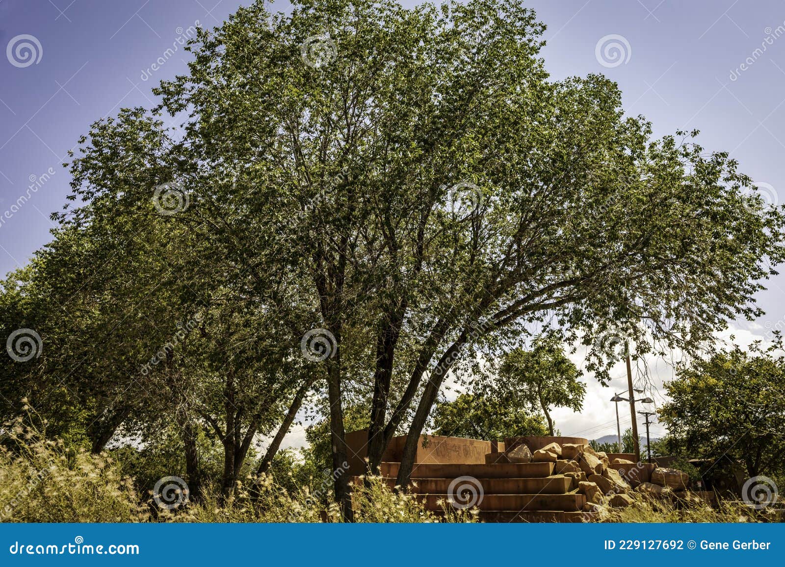 Giant Spreading Tree stock photo. Image of daytime, plant - 229127692