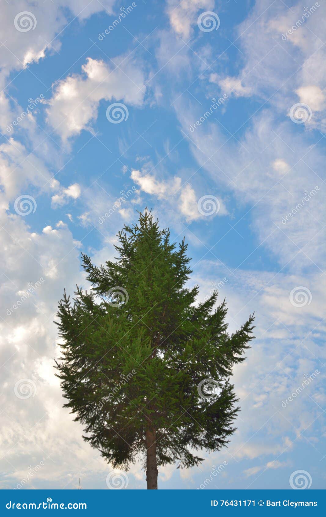 Giant Spur Tree Stock Photos - Free & Royalty-Free Stock Photos from ...