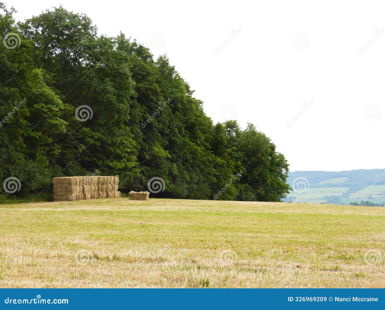 Giant Rectangular Hay Bales Stacked in Hayfield after Harvesting Stock ...